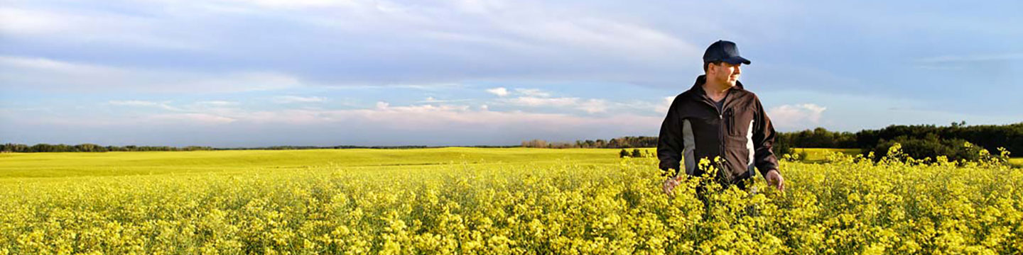 BASF | InVigor Hybrid Canola - Products