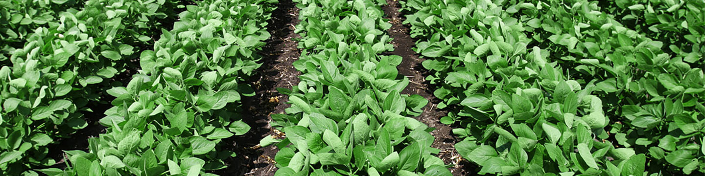 BASF | Product Profile - Basagran®