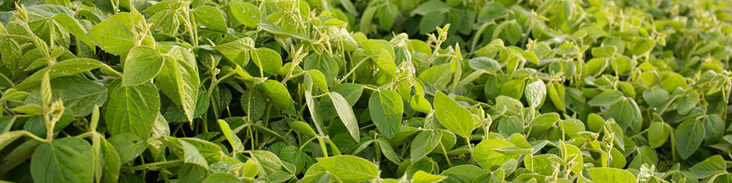 BASF | Product Profile - Nodulator® N/T SA Peat