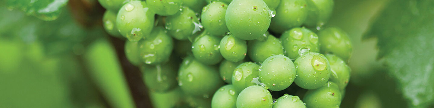 BASF | Product Profile - Zampro®