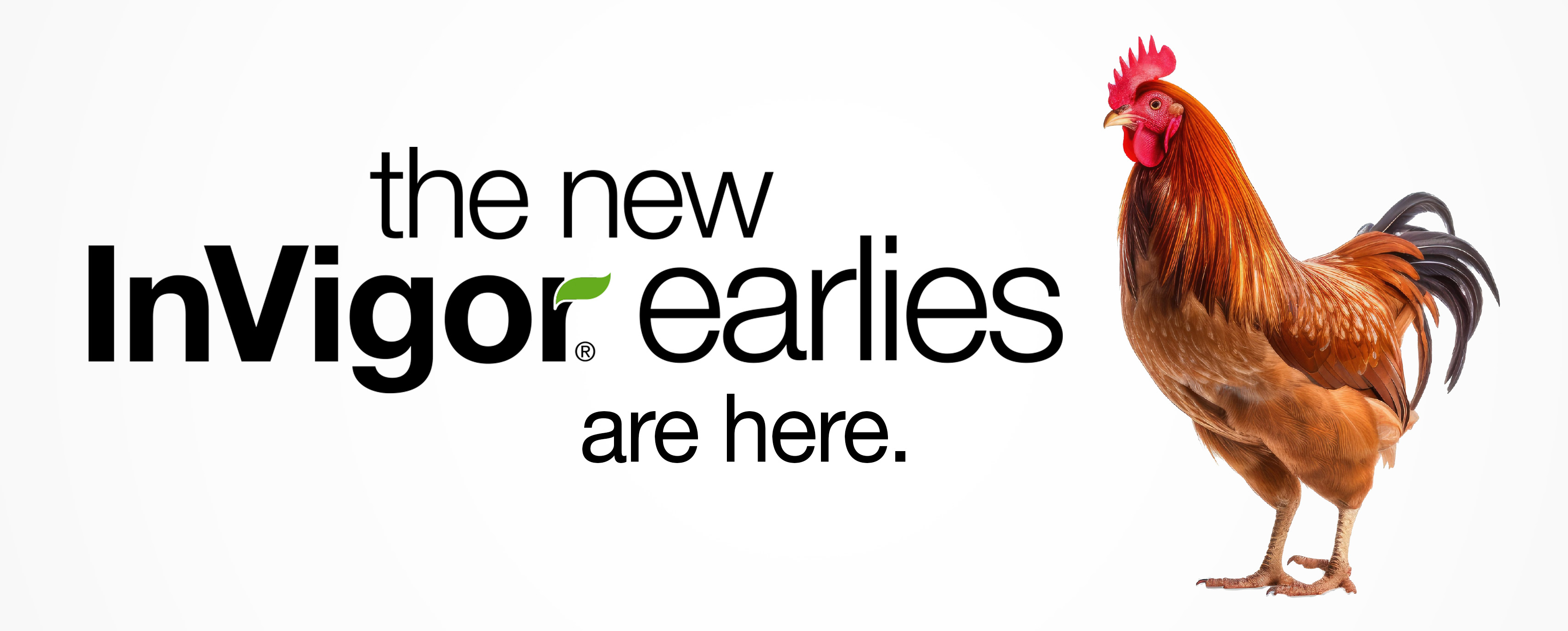 BASF | InVigor Hybrid Canola