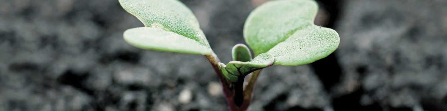 BASF | InVigor Clubroot Hybrids - Overview