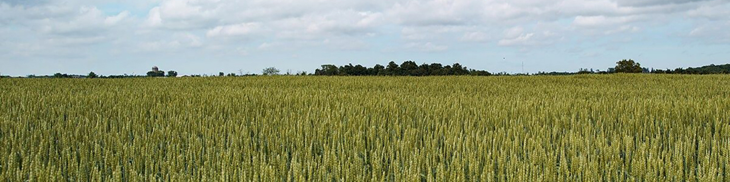 BASF | Product Profile - Dyvel®