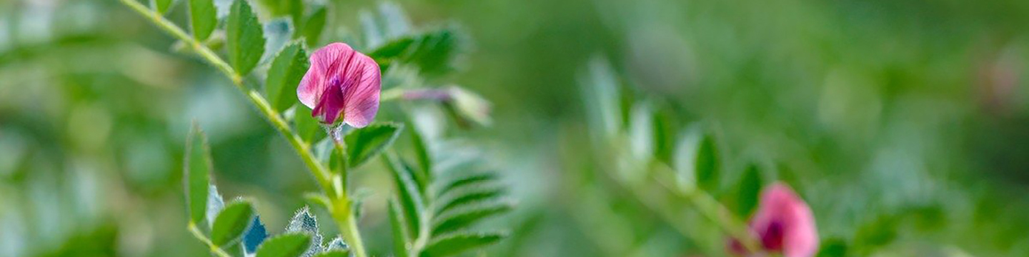 BASF | Product Profile - Nodulator® CP SCG