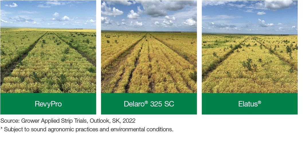 BASF - Product Profile | RevyPro