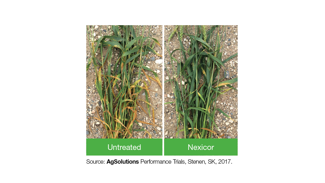 BASF | Product Profile - Nexicor®