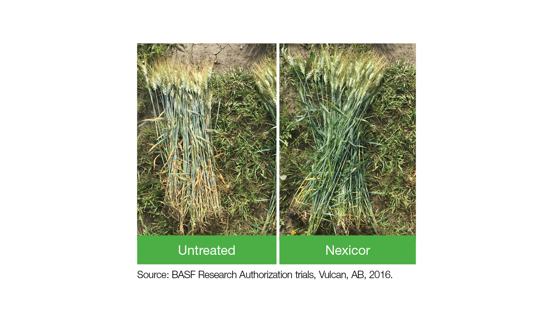 BASF | Product Profile - Nexicor®