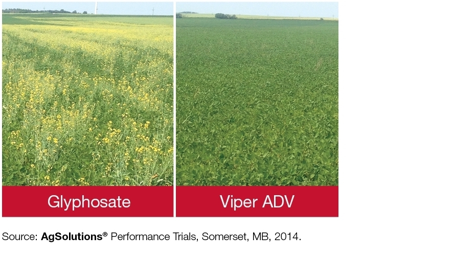 BASF | Product Profile - Viper® ADV
