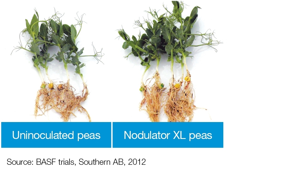 BASF | Product Profile - Nodulator® XL Peat