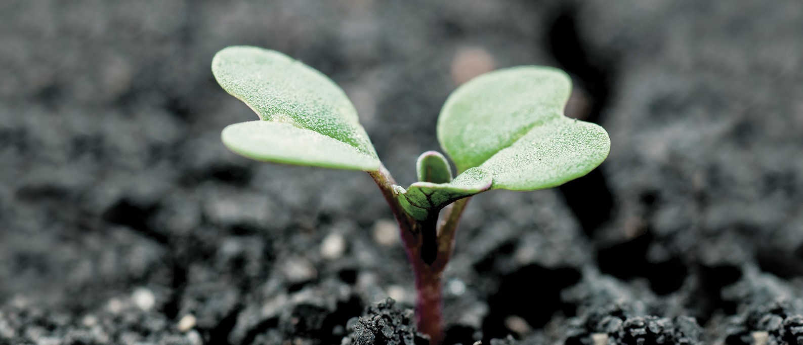 BASF | InVigor Hybrids - Overview