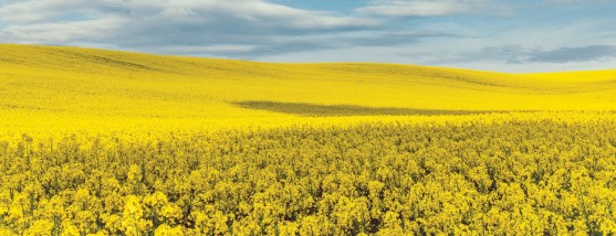 BASF | InVigor Hybrid Canola