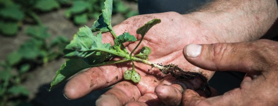 BASF | InVigor Hybrid Canola