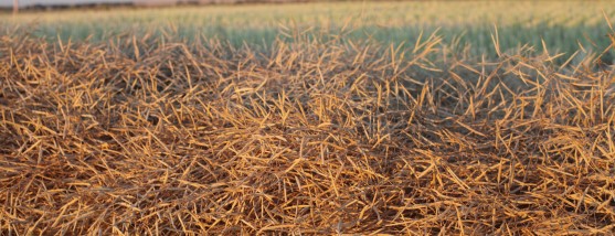 BASF | InVigor Hybrid Canola