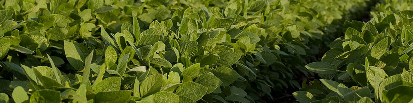 BASF | Produits - Merge